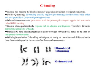 Genetic material DNA packing and its types | PPT