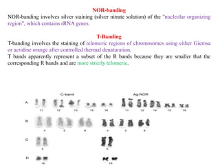 Genetic material DNA packing and its types | PPT