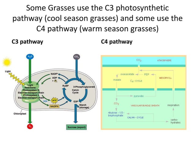 C2 C3 C4 and CAM (1).pptx | Chemistry | Science