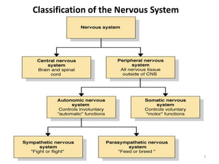 C2 Drugs Acting on ANS.pptx