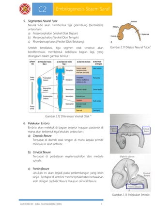 C2 Embriogenesis Sistem Saraf | PDF