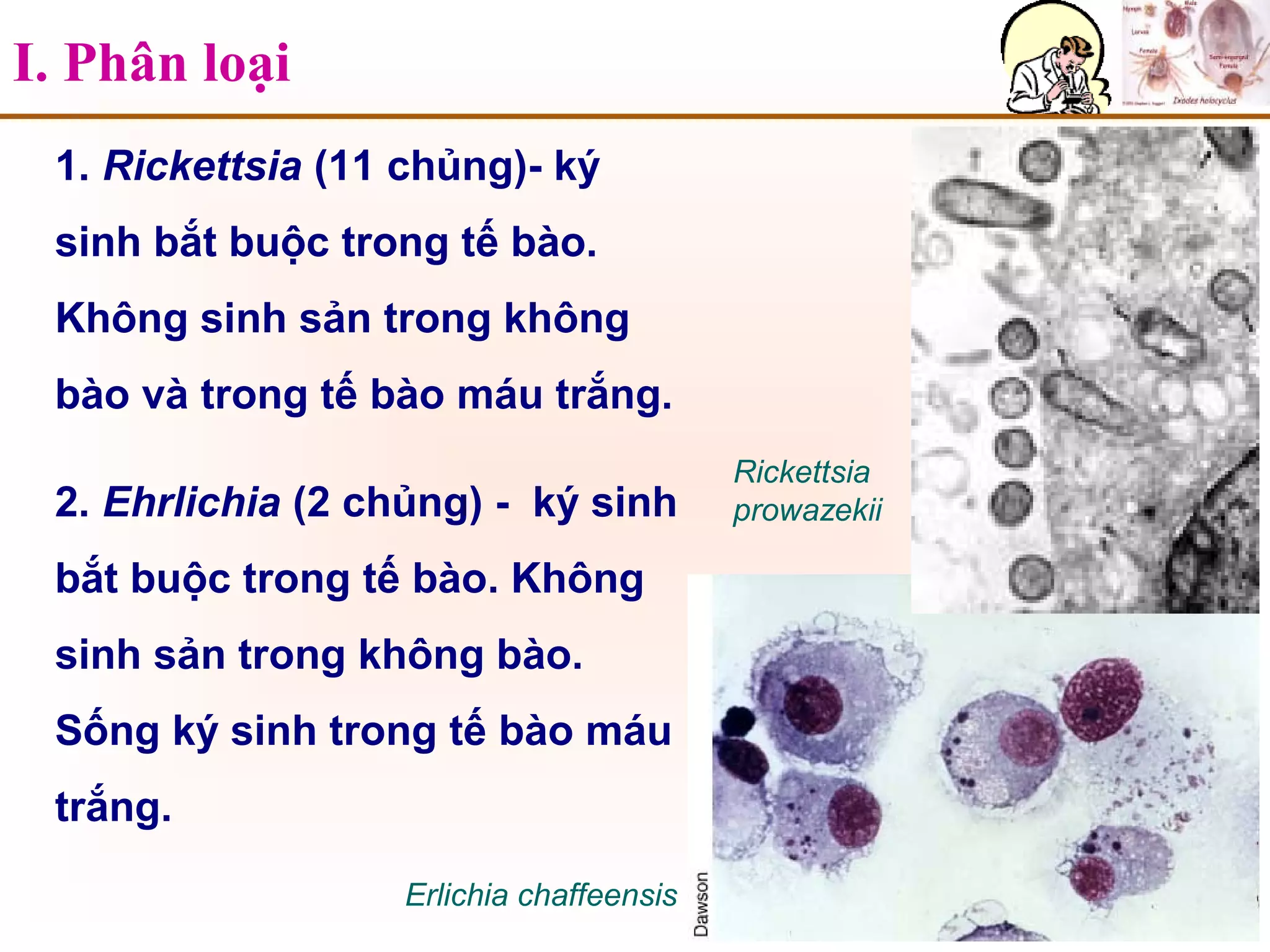 C2 rickettsia | PPT