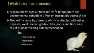 Spreading of broiler diseases | PPTX | Infectious Diseases | Diseases ...