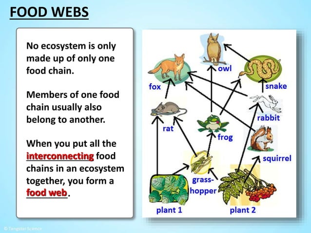 C2T2 Microorganisms and decay.pptx | Geography | Science