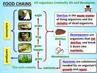 C2T2 Microorganisms and decay.pptx