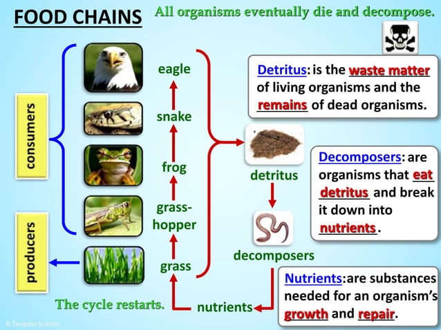 C2T2 Microorganisms and decay.pptx | Geography | Science