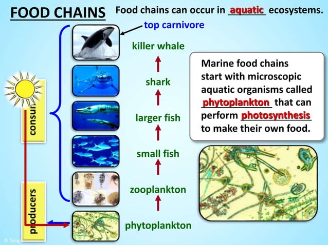 C2T2 Microorganisms and decay.pptx | Geography | Science