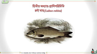 Respiration process of ruho fish | PPT