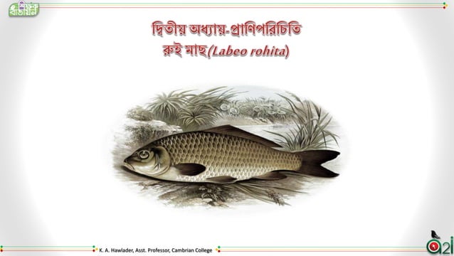 Respiration process of ruho fish | PPT