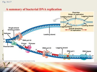 Gene Expresssion | PDF