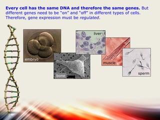 Gene Expresssion | PDF