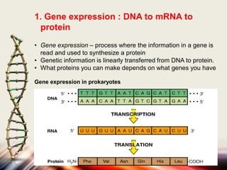 Gene Expresssion | PDF
