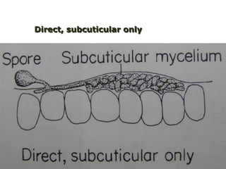 plant disease development | PDF