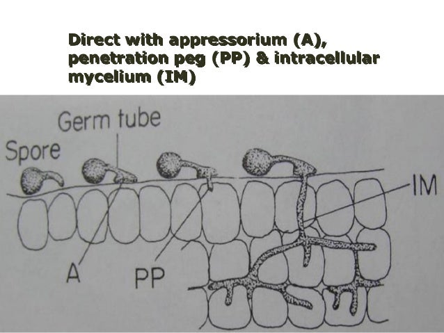 plant disease development