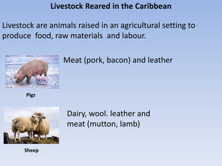Llivestock reared in the Caribbean Region | PPTX