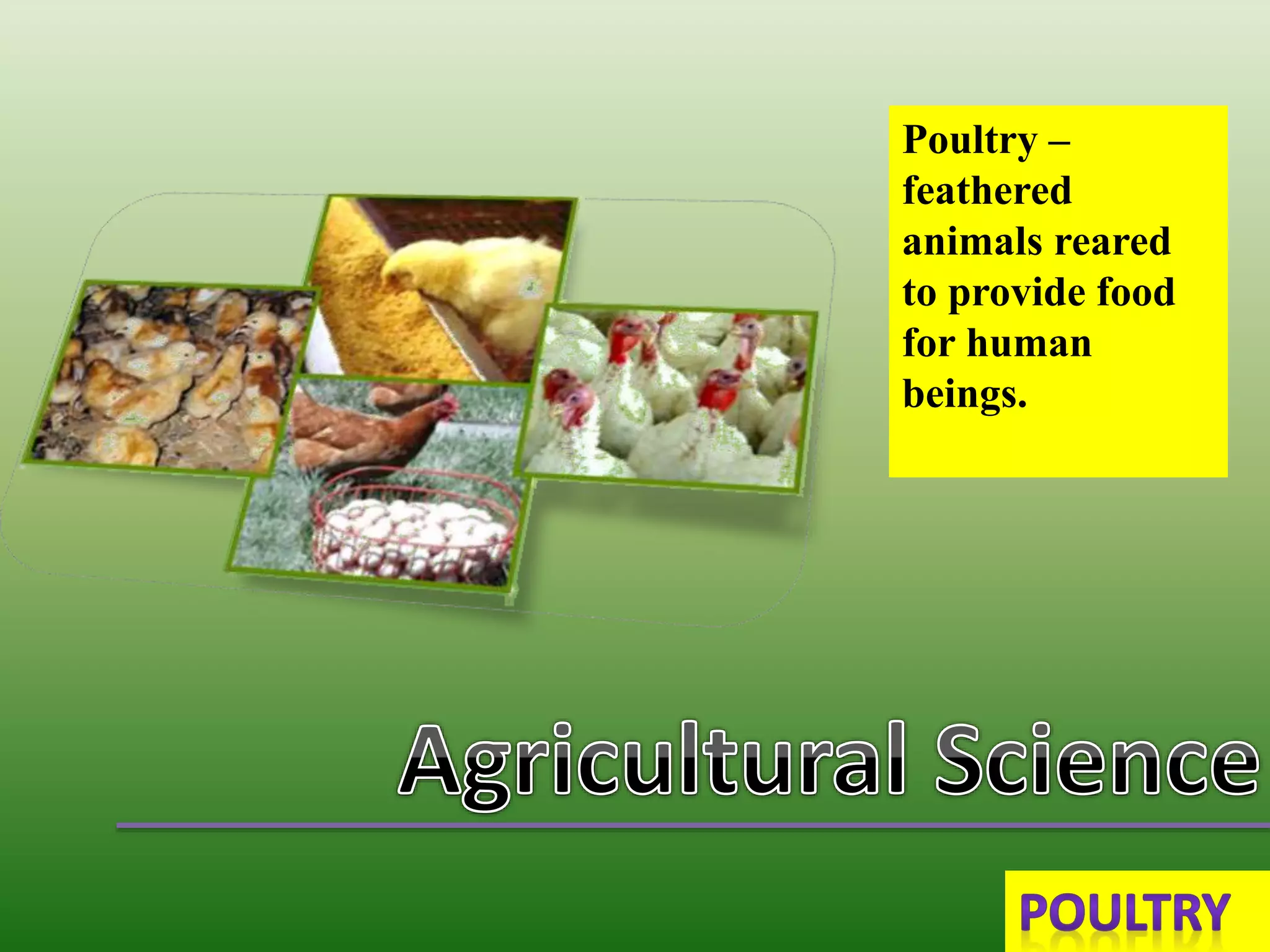 What is Poultry | PPTX