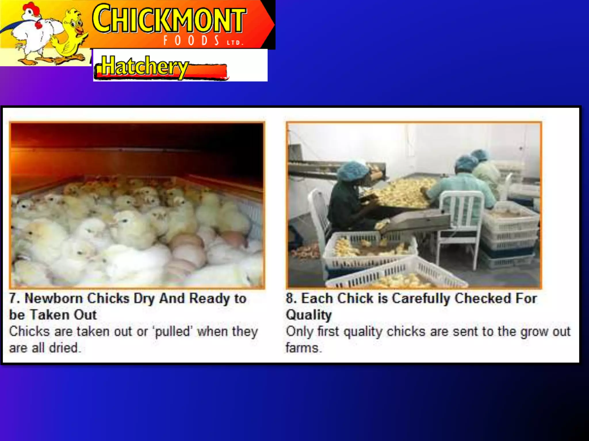 Steps in Rearing Chickens | PPTX