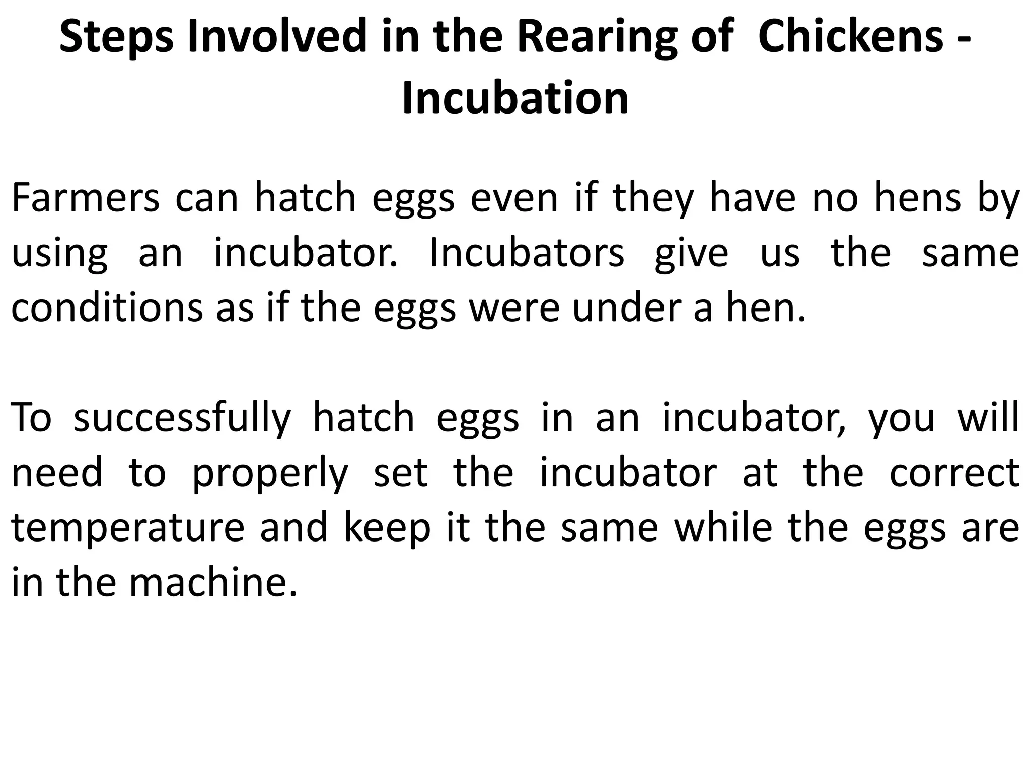 Steps in Rearing Chickens | PPTX