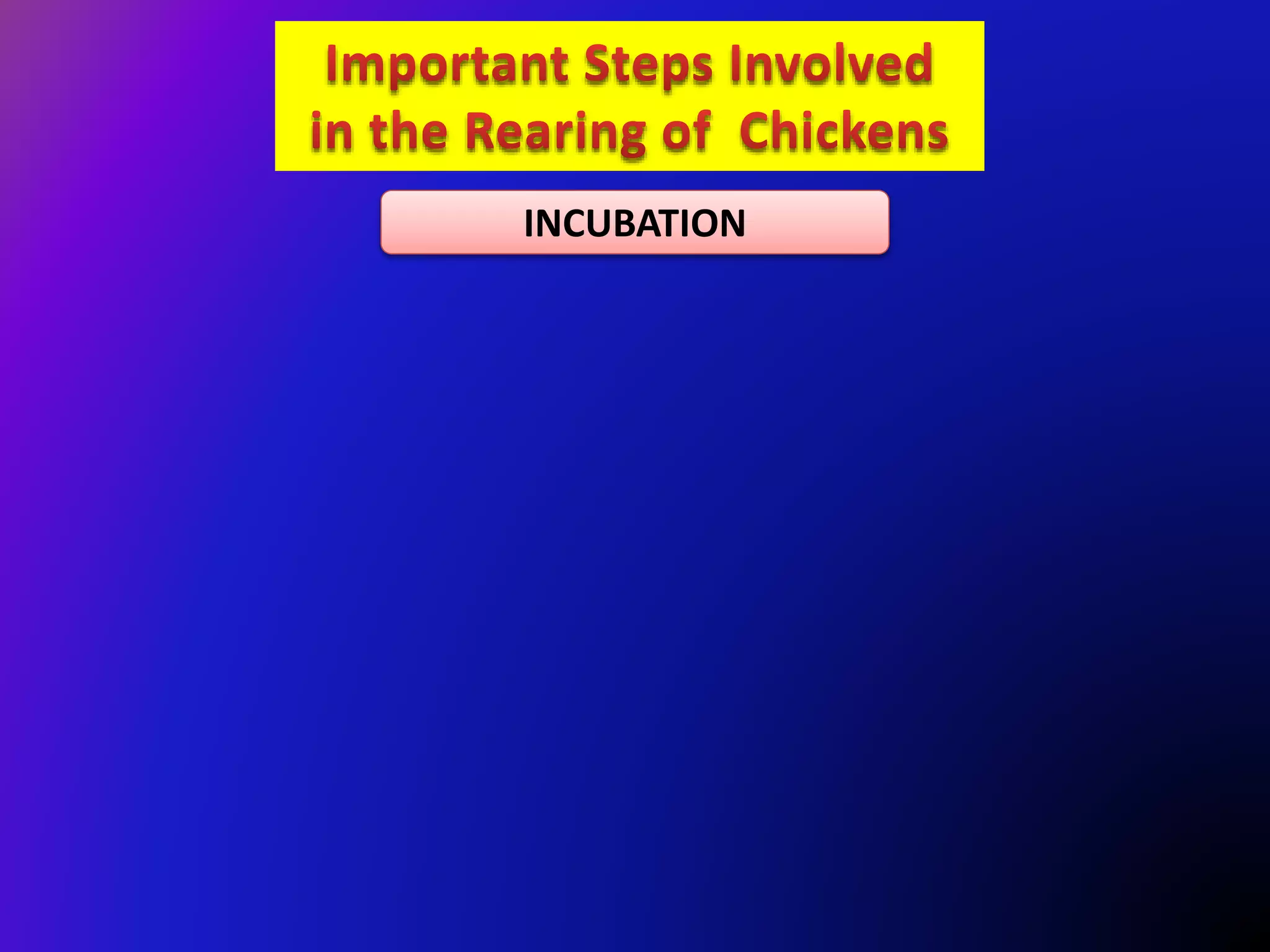 Steps in Rearing Chickens | PPTX