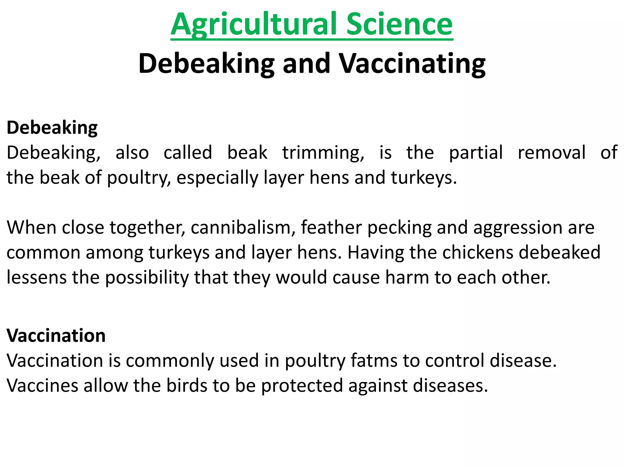 Steps in Rearing Chickens | PPTX