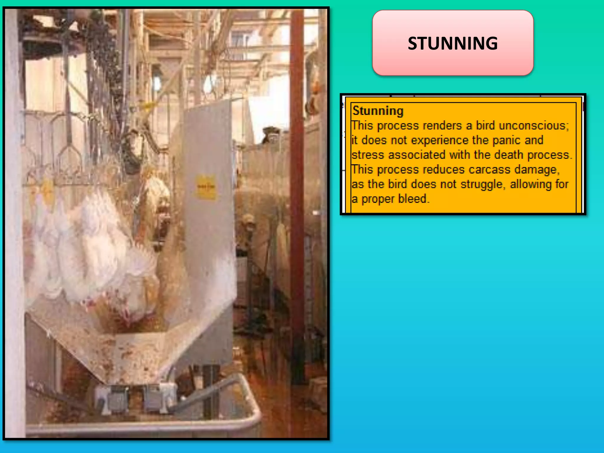 Steps in Rearing Chickens | PPTX