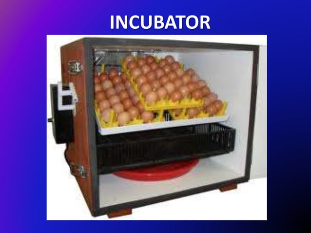 Steps in Rearing Chickens | PPTX