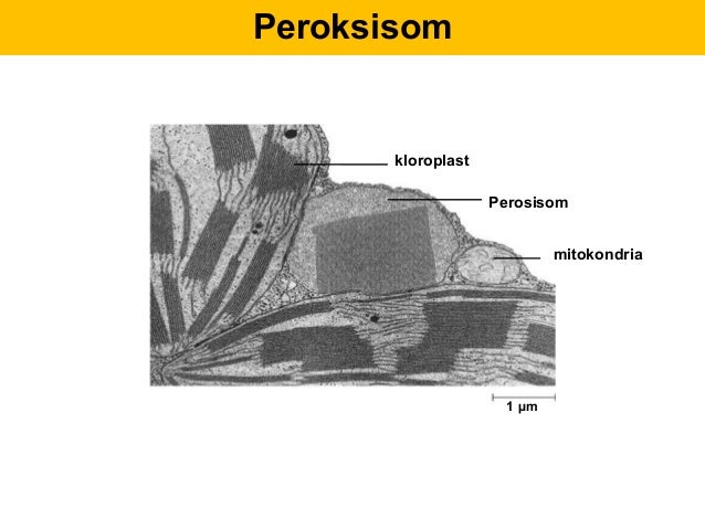 P2-1 SEL DAN STRUKTUR