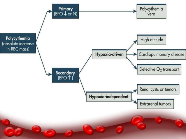 polycythemia