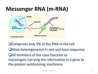 types and structure of prokaryotic RNA | PPTX