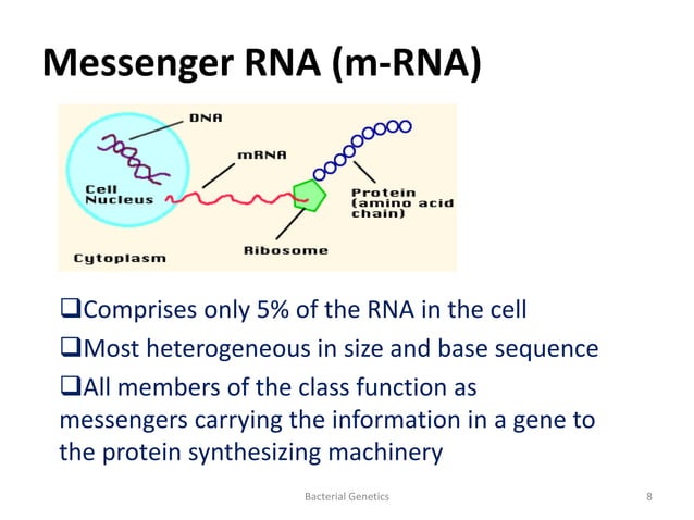types and structure of prokaryotic RNA | PPT