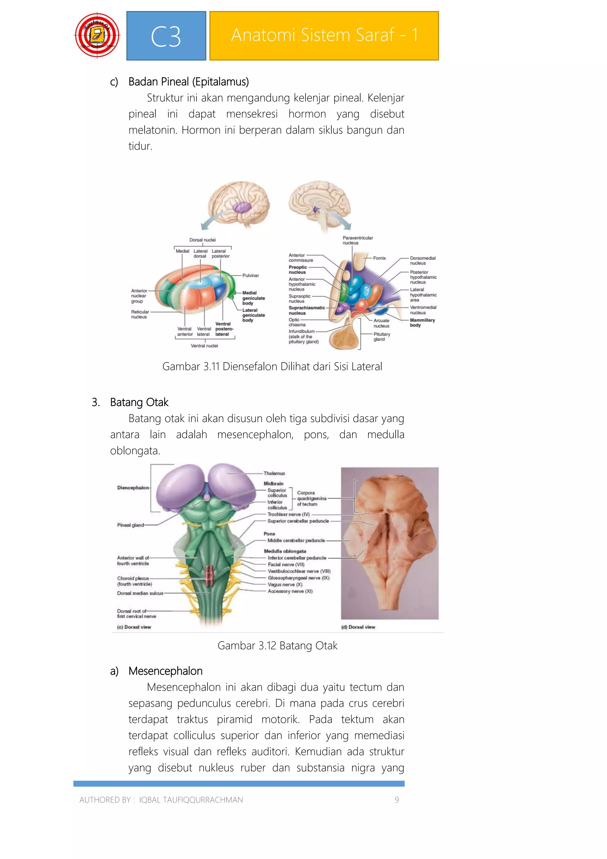C3 Anatomi Sistem Saraf 1 | PDF