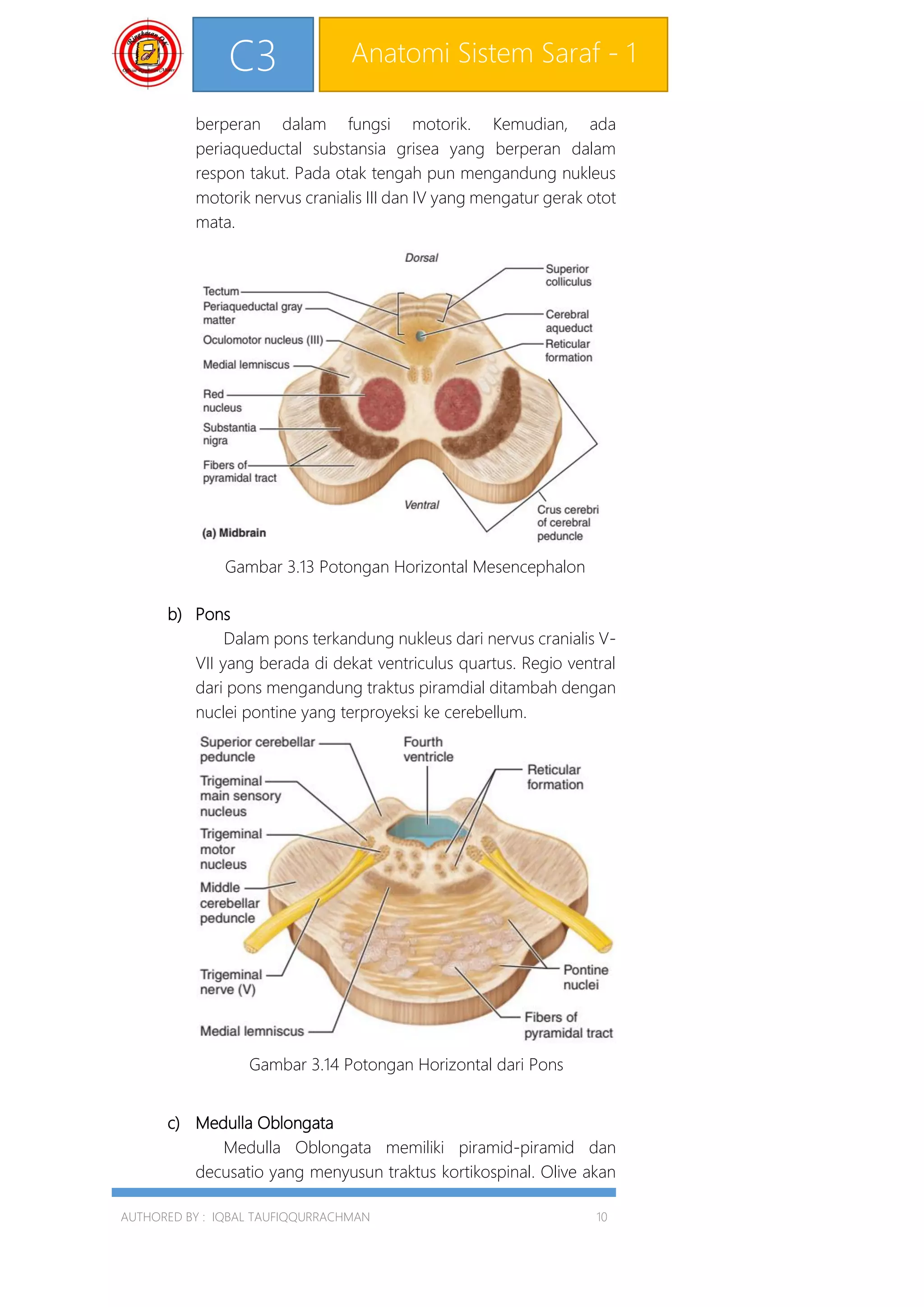 C3 Anatomi Sistem Saraf 1 | PDF
