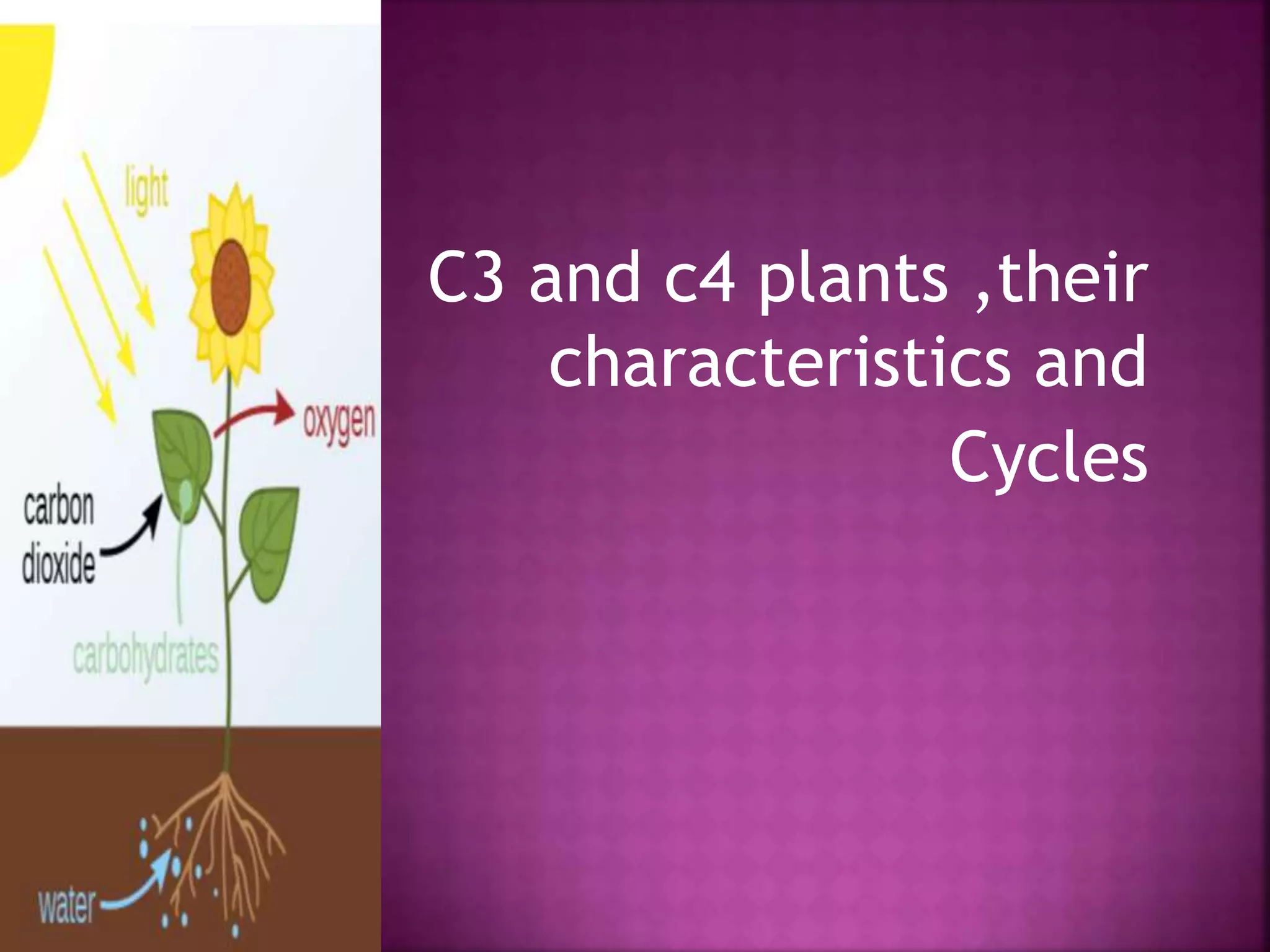 C3 and c4 plants ,characteristic ,cycles and significance | PPTX