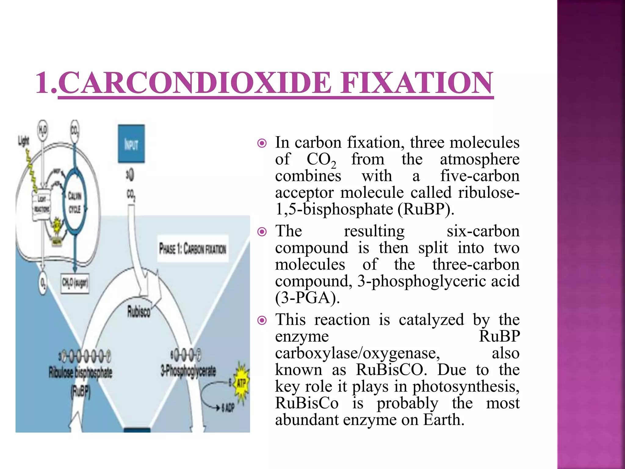 C3 and c4 plants ,characteristic ,cycles and significance | PPTX