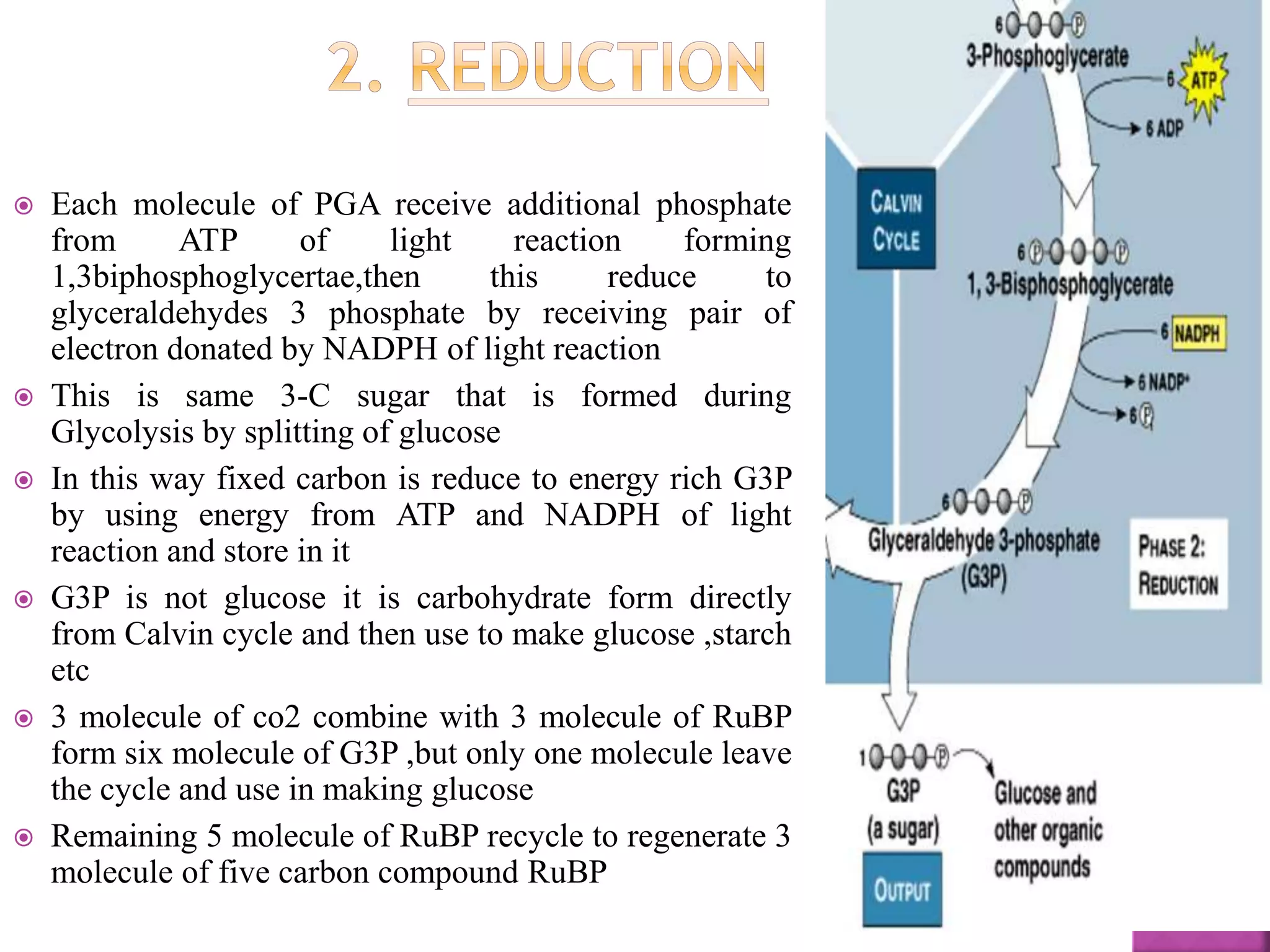 C3 and c4 plants ,characteristic ,cycles and significance | PPTX