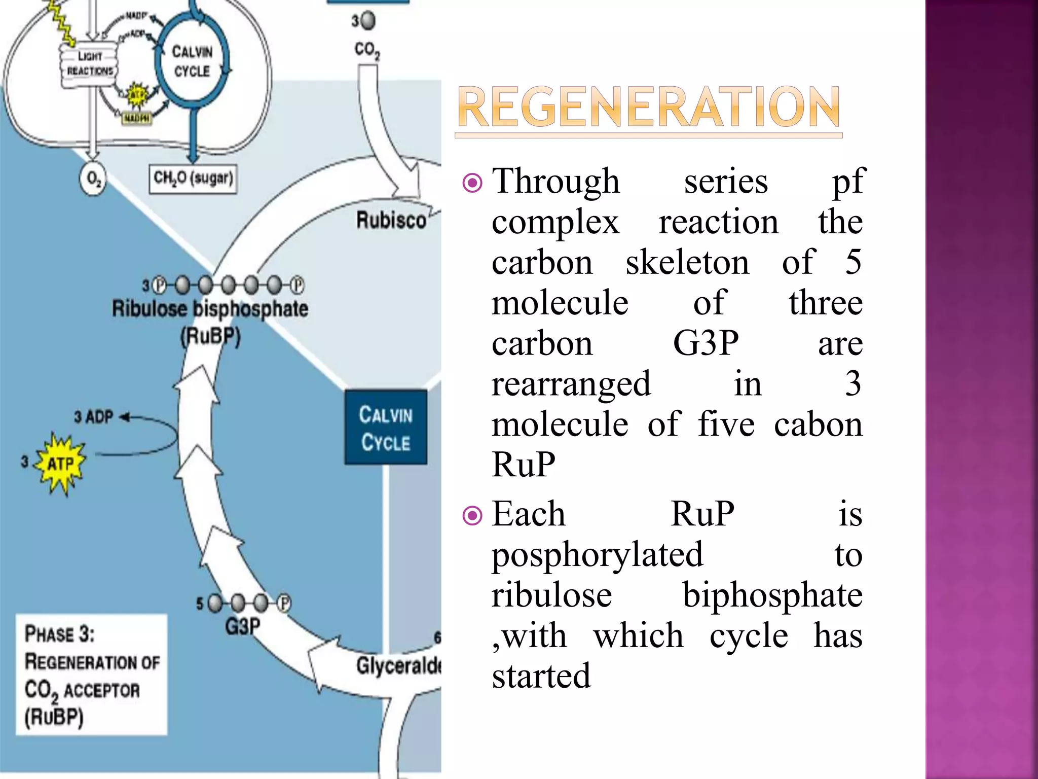 C3 and c4 plants ,characteristic ,cycles and significance | PPTX