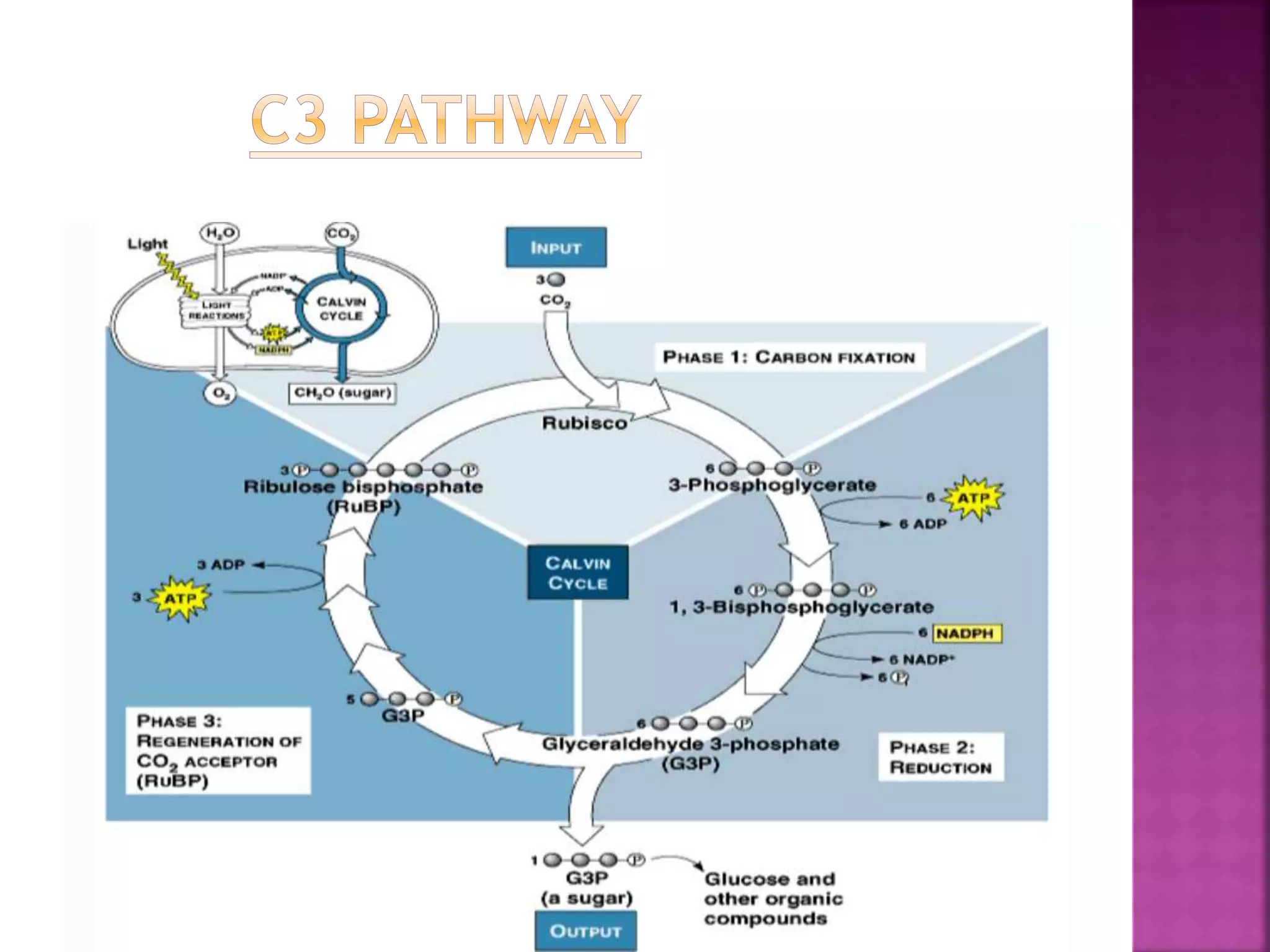 C3 and c4 plants ,characteristic ,cycles and significance | PPTX
