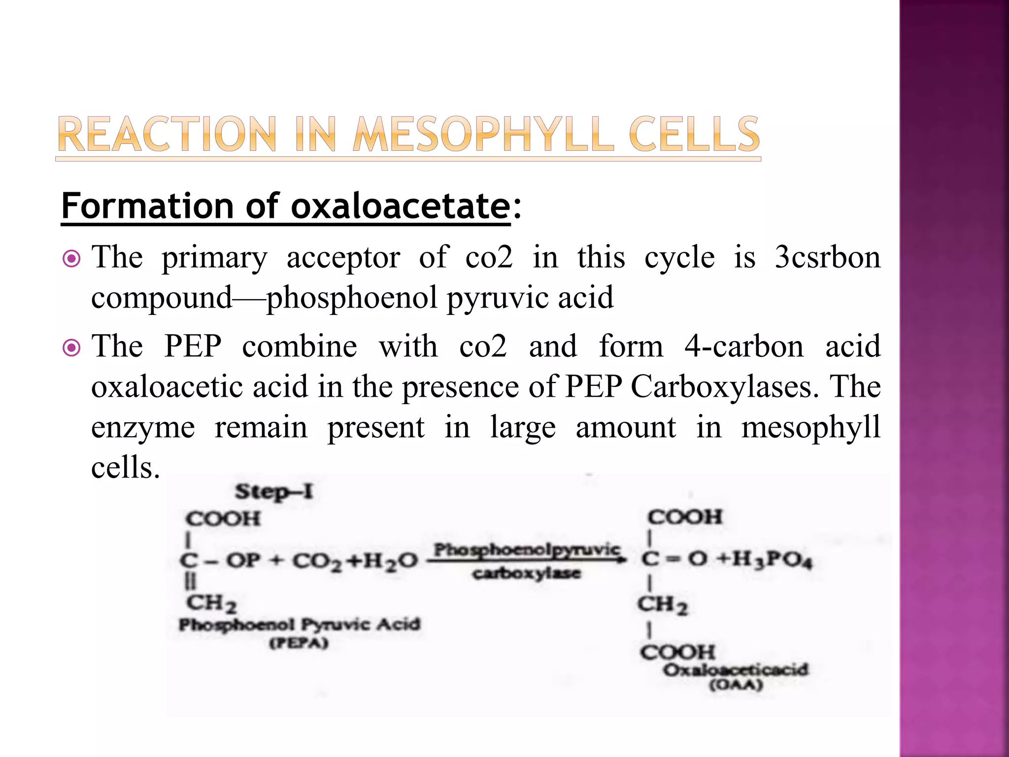 C3 and c4 plants ,characteristic ,cycles and significance | PPTX