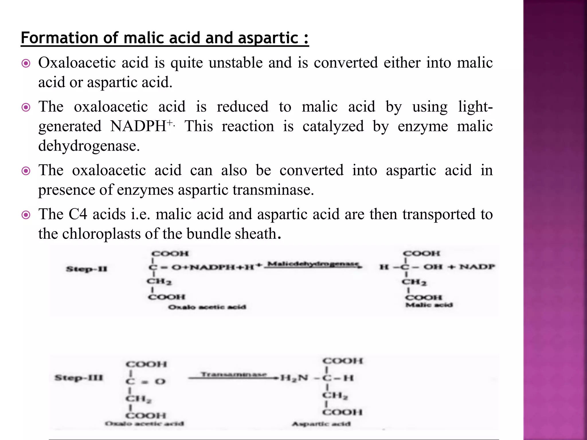 C3 and c4 plants ,characteristic ,cycles and significance | PPTX