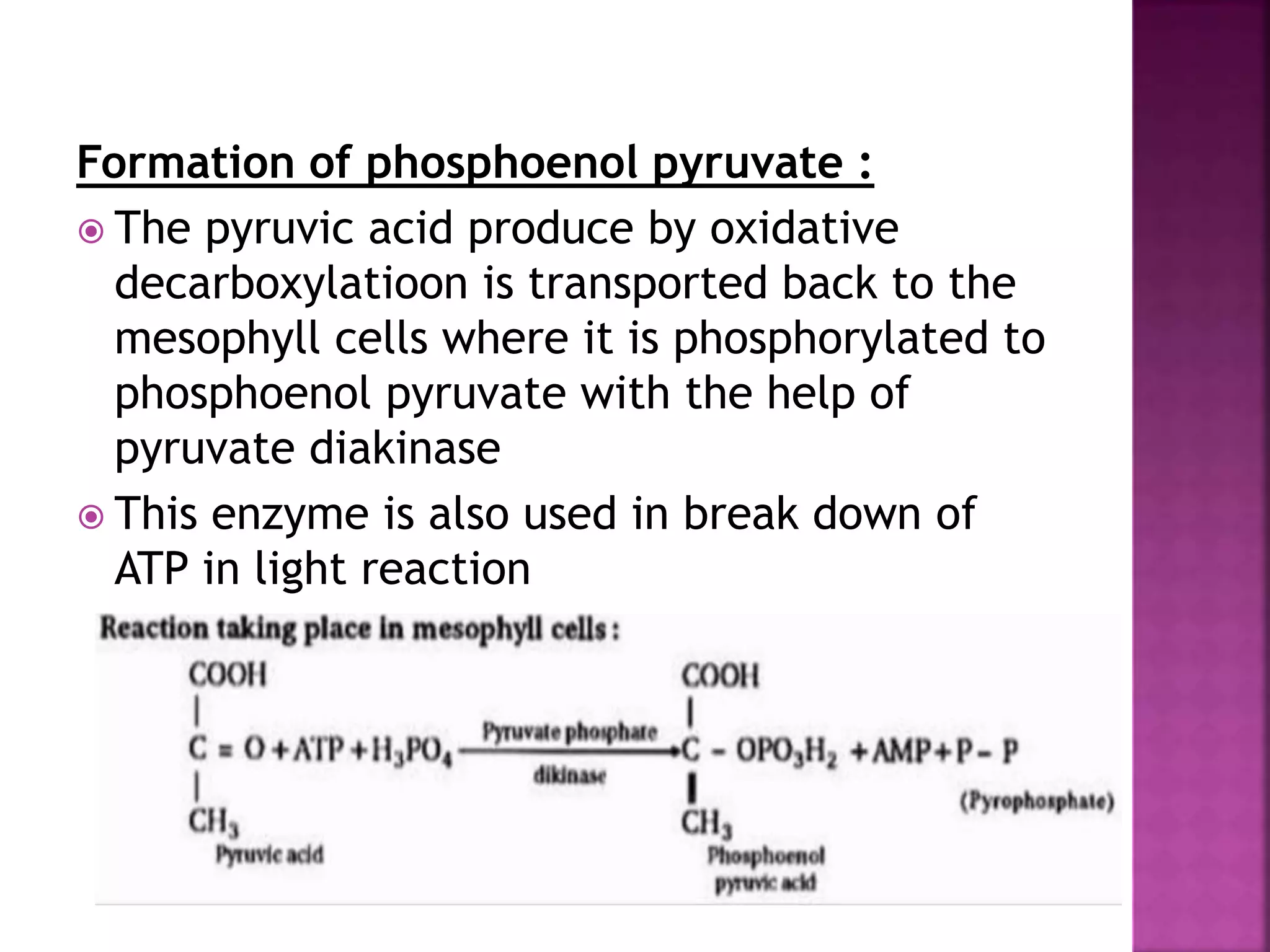 C3 and c4 plants ,characteristic ,cycles and significance | PPTX
