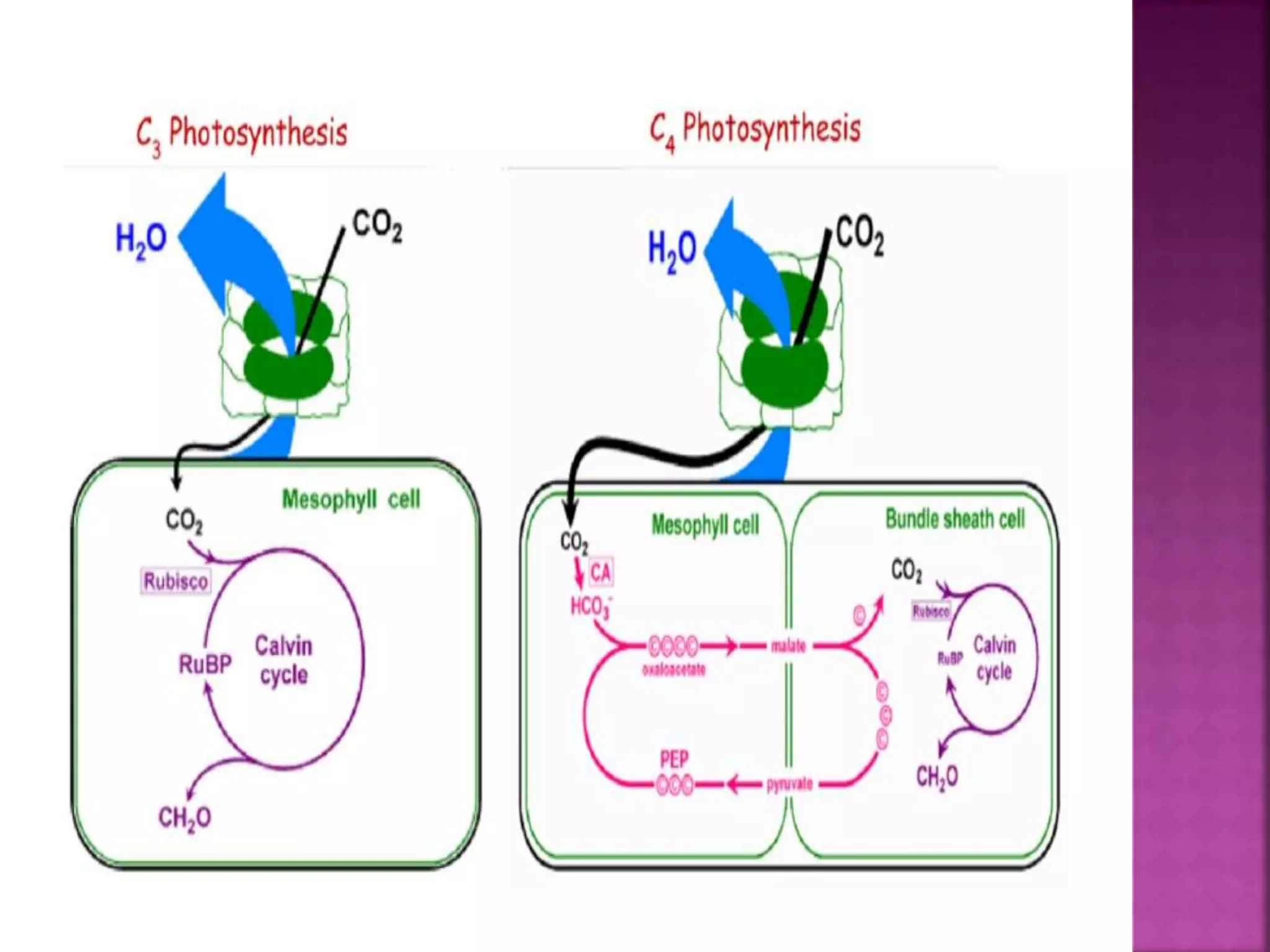 C3 and c4 plants ,characteristic ,cycles and significance | PPTX