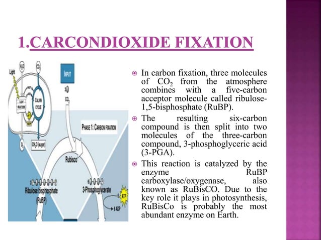 C3 and c4 plants ,characteristic ,cycles and significance | PPTX | Science