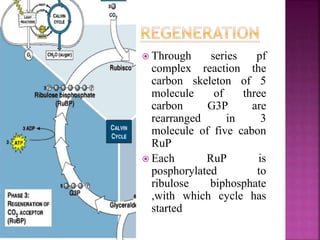 C3 and c4 plants ,characteristic ,cycles and significance | PPTX | Science