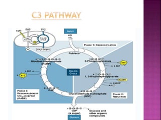 C3 and c4 plants ,characteristic ,cycles and significance | PPTX | Science