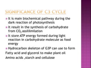 C3 and c4 plants ,characteristic ,cycles and significance | PPTX