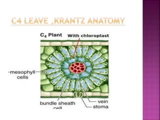 C3 and c4 plants ,characteristic ,cycles and significance | PPTX | Science