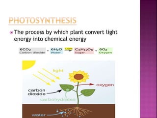 C3 and c4 plants ,characteristic ,cycles and significance | PPTX | Science