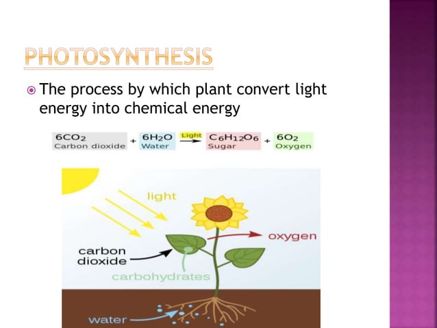 C3 and c4 plants ,characteristic ,cycles and significance | PPTX | Science