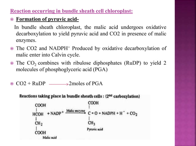 C3 and c4 plants ,characteristic ,cycles and significance | PPT