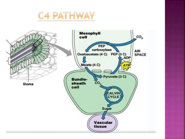 C3 and c4 plants ,characteristic ,cycles and significance | PPTX | Science